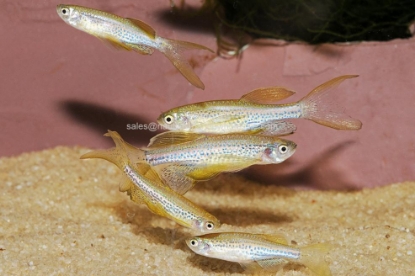 Nautilus Wholesale. DANIOS