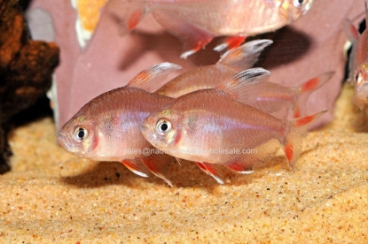 Nautilus Wholesale. TETRAS