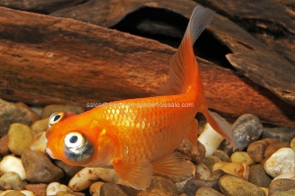 Nautilus Wholesale. GOLDFISH