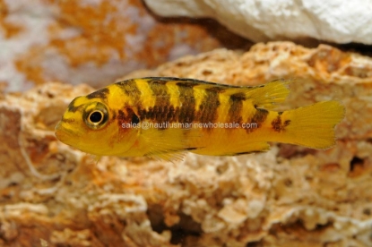 Nautilus Wholesale. Freshwater Fish