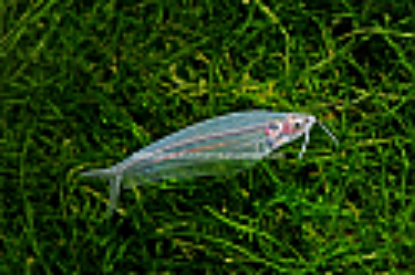 Nautilus Wholesale. CATFISH