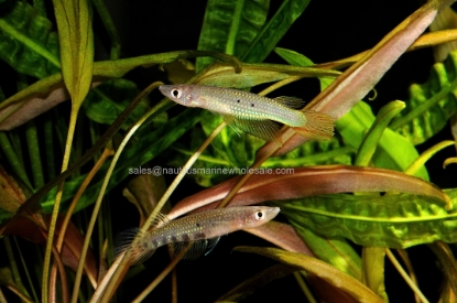 Nautilus Wholesale. KILLIE FISH