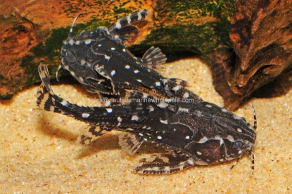 Nautilus Wholesale. CATFISH