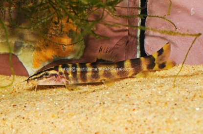 Nautilus Wholesale. BOTIAS