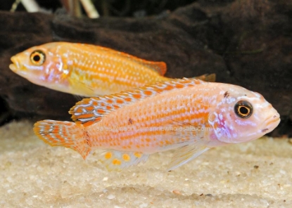 Nautilus Wholesale. AFRICAN