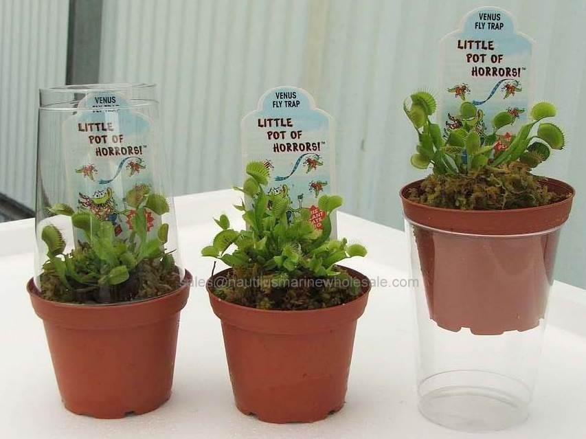 Nautilus Wholesale. PLANT IN A POT: VENUS FLY TRAP - 3" POT W ...