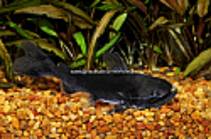 Nautilus Wholesale. CATFISH