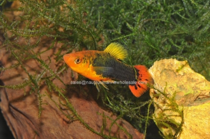 Nautilus Wholesale. VARIATUS