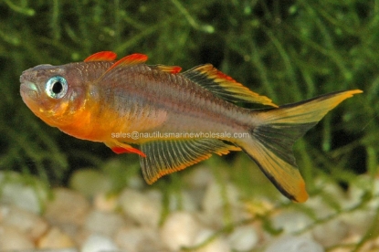 Nautilus Wholesale. RAINBOWS