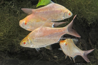 Nautilus Wholesale. BARBS