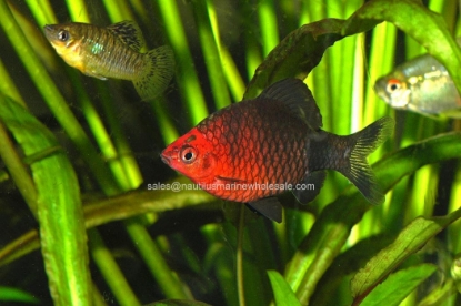 Nautilus Wholesale. BARBS