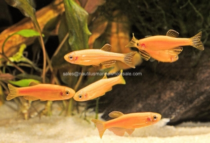 Nautilus Wholesale. GLOFISH®