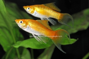Nautilus Wholesale. Freshwater Fish