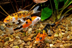 Nautilus Wholesale. Freshwater Fish