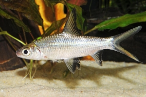 Nautilus Wholesale. Freshwater Fish