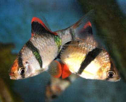 Nautilus Wholesale. BARBS