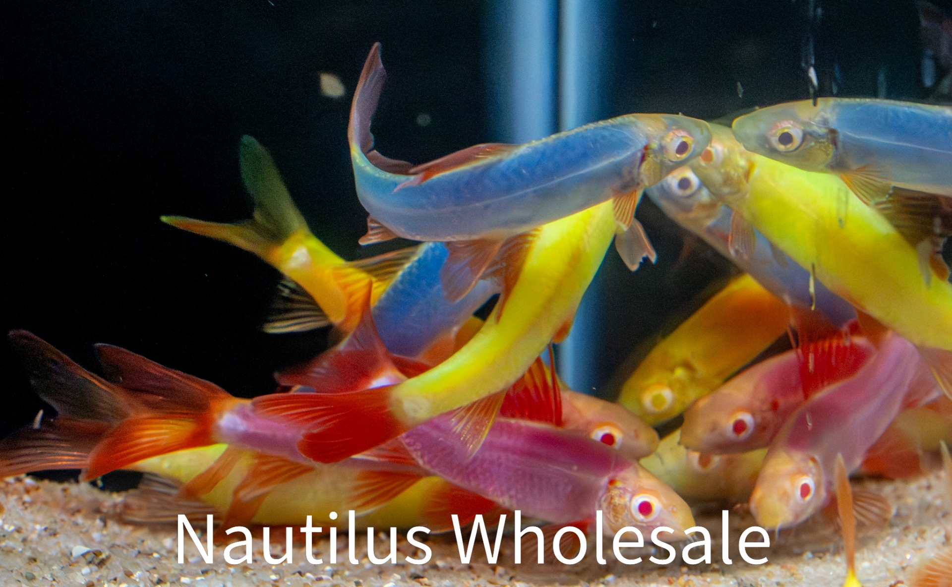 Nautilus Wholesale. GLOFISH® : SHARK ASSORTEDSCIENTIFIC NAME: NAUTILUS ...