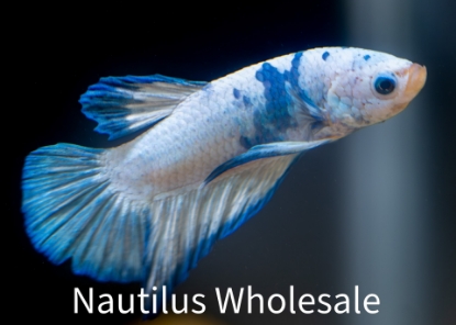 Nautilus Wholesale. BETTAS - IMPORTED