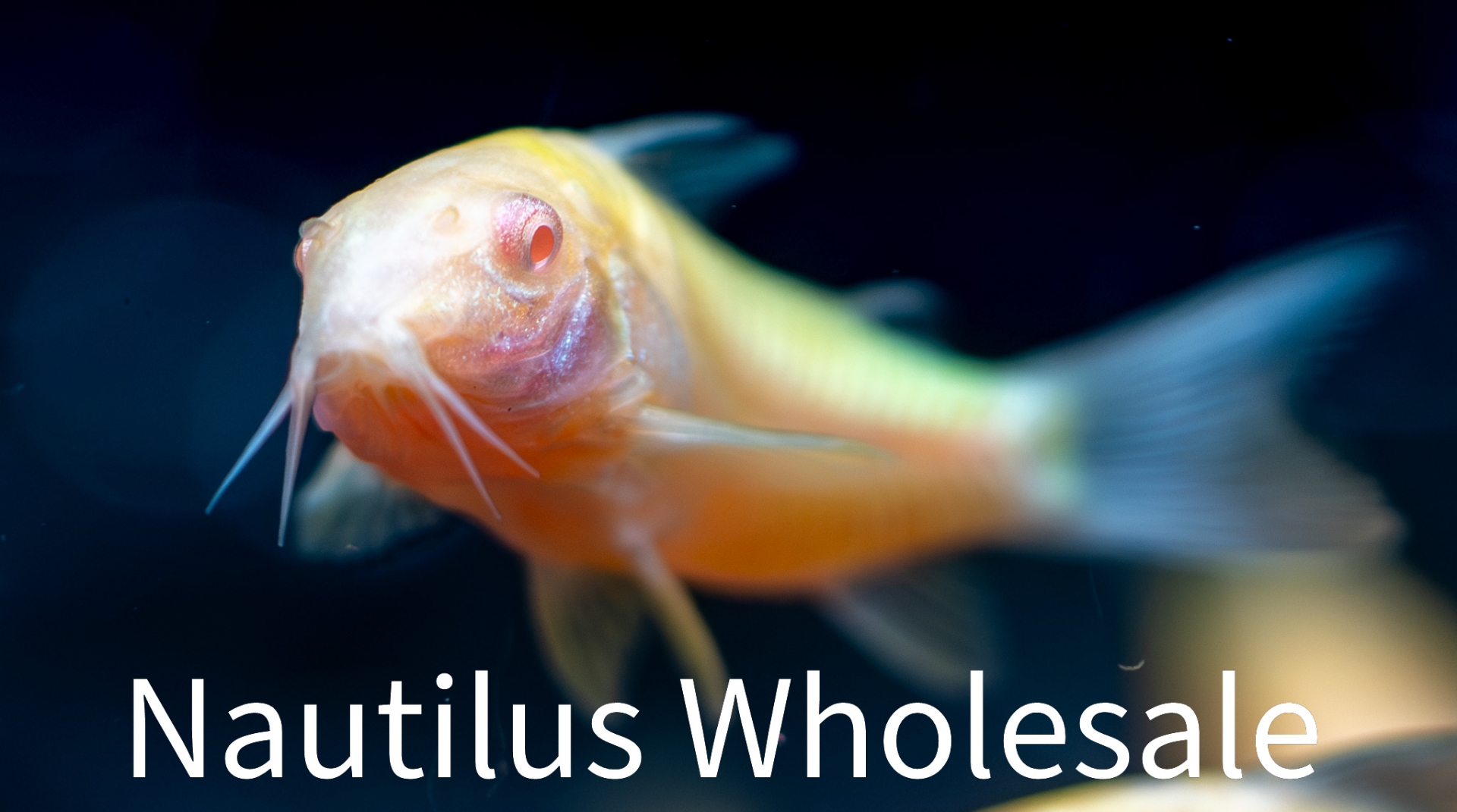 Nautilus Wholesale. GLOFISH® CORY SUNBURST ORANGE® (NO HI)