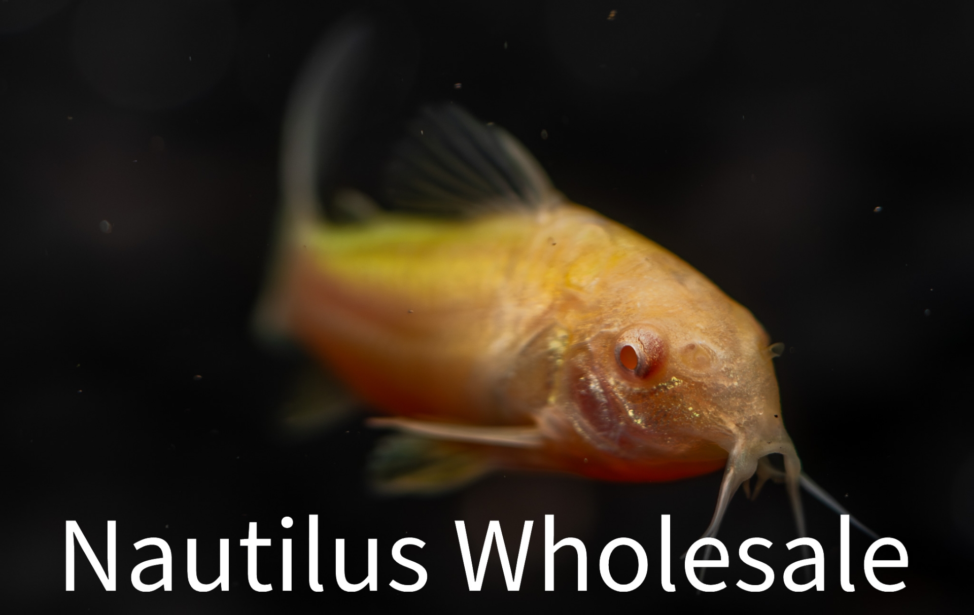 Nautilus Wholesale. GLOFISH® CORY SUNBURST ORANGE® (NO HI)