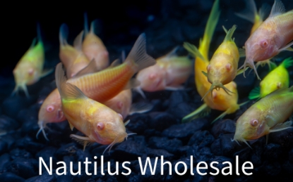 Nautilus Wholesale. Freshwater Fish