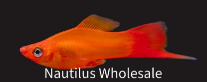Nautilus Wholesale. SWORDS