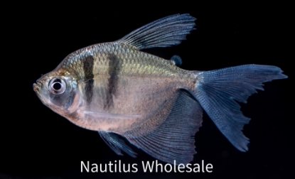 Nautilus Wholesale. TETRAS