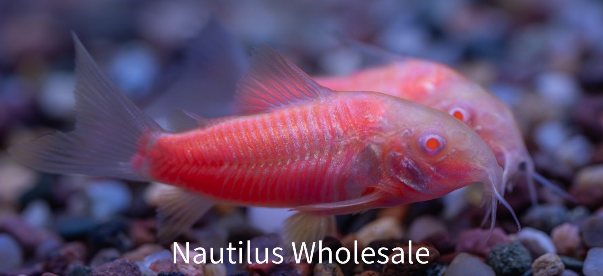 Nautilus Wholesale. GLOFISH® CORY MOONRISE PINK® (NO HI)