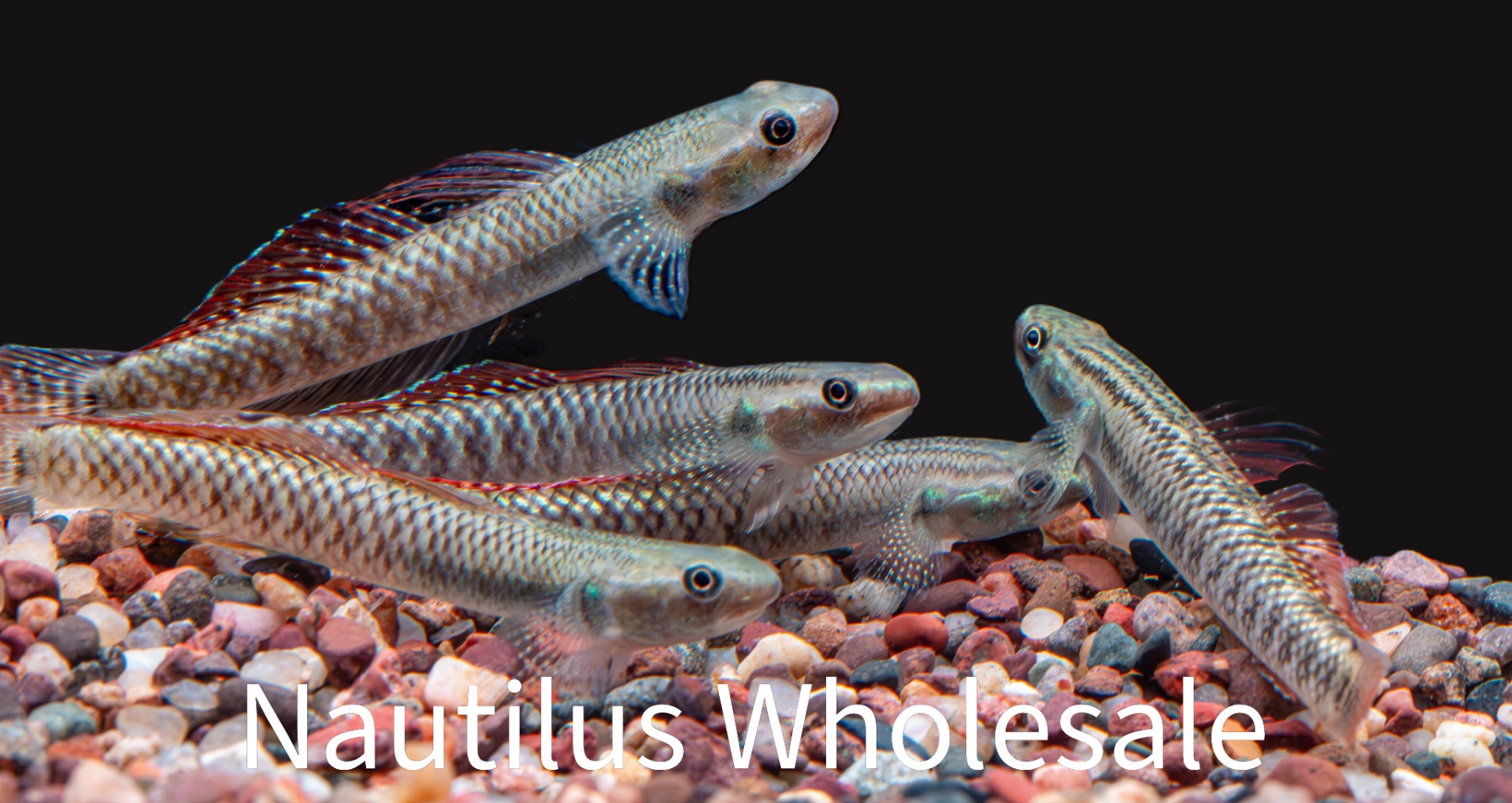 Nautilus Wholesale. MISC: GOBY RAINBOW SCIENTIFIC NAME: NAUTILUS ...